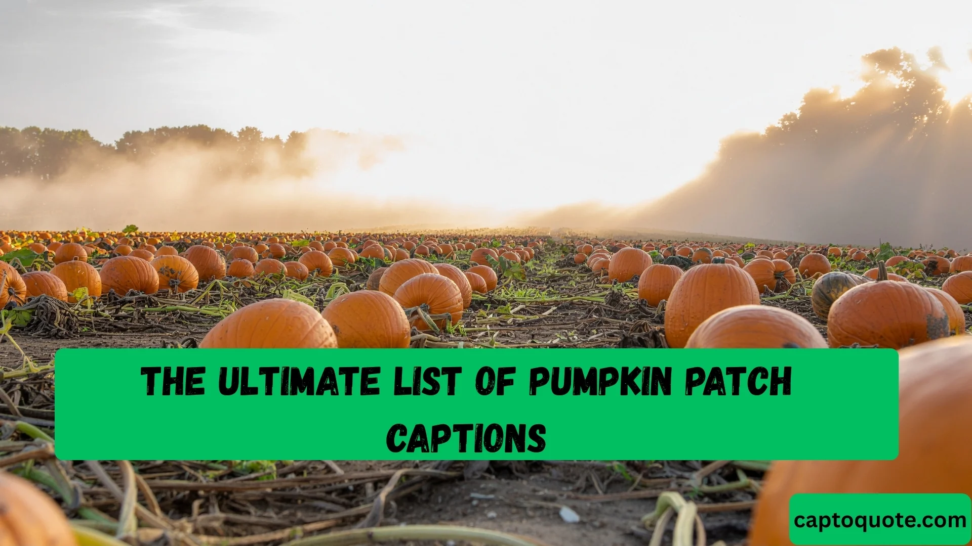 The Ultimate List of Pumpkin Patch Captions